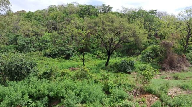 अंबाला में पानी की तलाश में नहीं भटकेंगे वन्य प्राणी - Wild animals ...