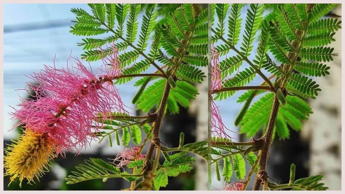 Shami plant: घर में शमी का पौधा लगाना शुभ है या अशुभ, मिलते हैं ये ...