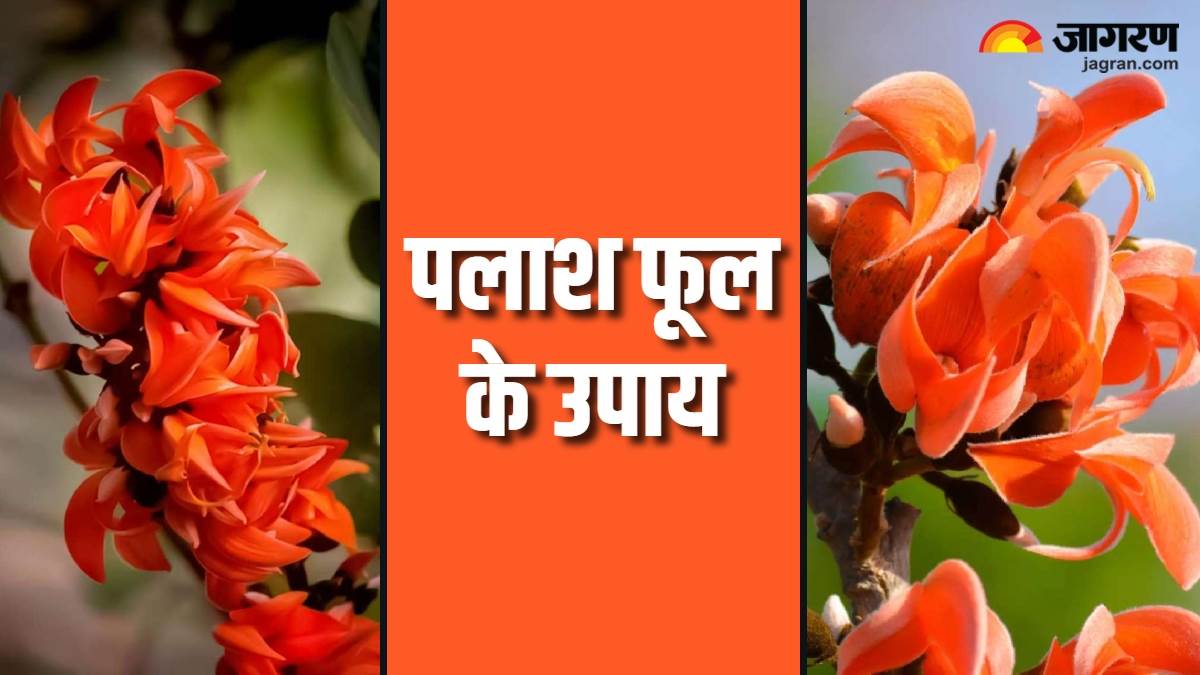 Palash Phool Ke Upay: पलाश फूल के ये उपाय, बड़ी-से-बड़ी समस्या का ...