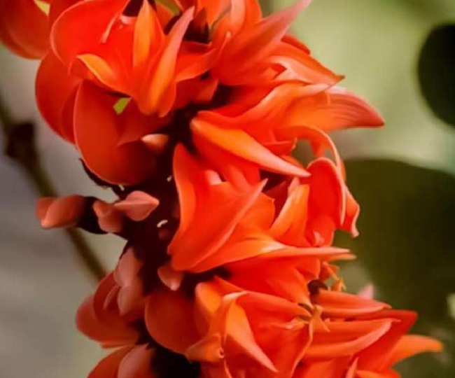 Palash Phool Ke Upay: पलाश फूल के ये उपाय, बड़ी-से-बड़ी समस्या का ...