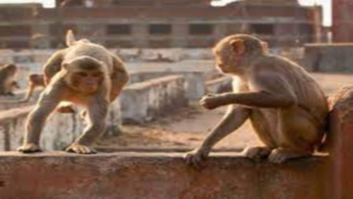 Monkey Attack : उत्‍तराखंड के रुद्रप्रयाग में बंदरों का आतंक, स्‍कूल की ...