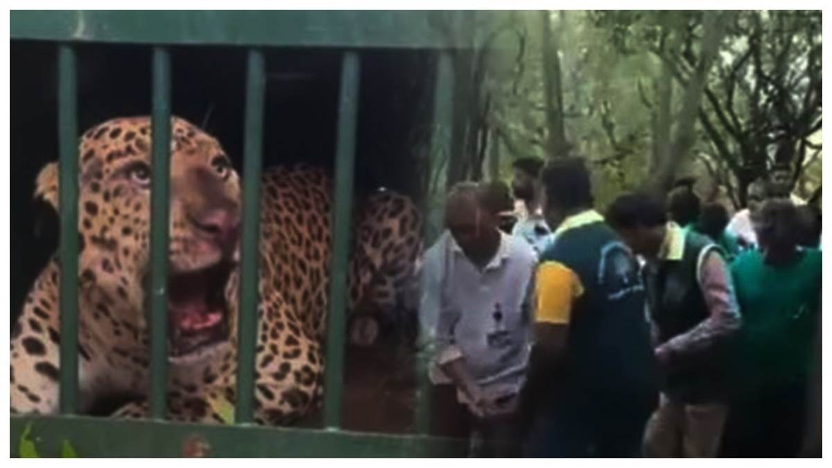 AP News: वन अधिकारियों ने तिरुमाला घाट पर तेंदुए को पकड़ा, पिंजरे की ...