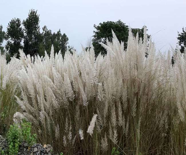 देवी के आगमन का एहसास करा रही काश के फूलों की अठखेलियां, बंगाल में ...