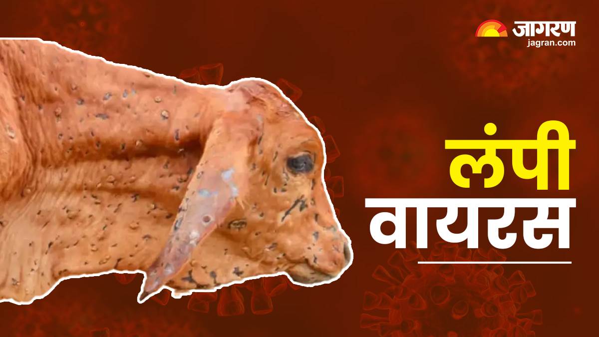 MP lumpy virus News: पशुओं पर कहर बन रहा Lumpy Skin Disease, ग्वालियर ...