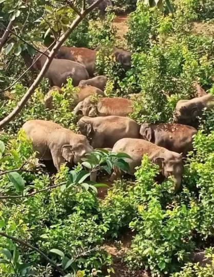 जंगली हाथी का झुंड ने किया धान के फसल को बर्बाद - Lead: Herd of wild ...
