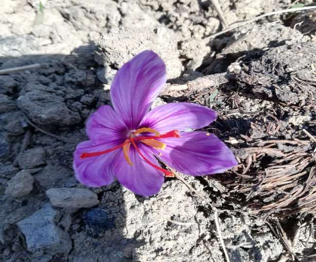 Saffron Farming: हिमाचल में केसर की खेती की शुरुआत, सराज घाटी में खिले ...