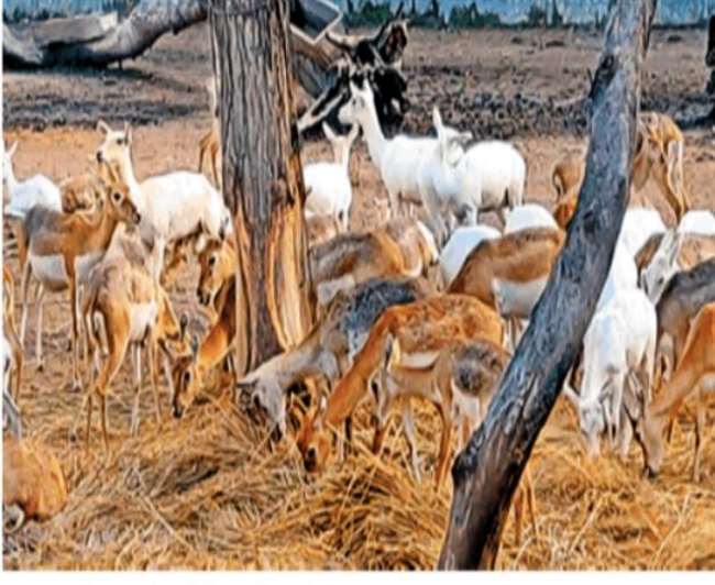 राजधानी में इस जगह जानवरों के काम आ रही पराली, जानिए कैसे किया जा रहा ...