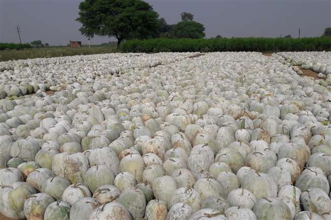 मीरजापुर के दर्जनों गांवों के हजार बीघे से अधिक क्षेत्र में होती है ...