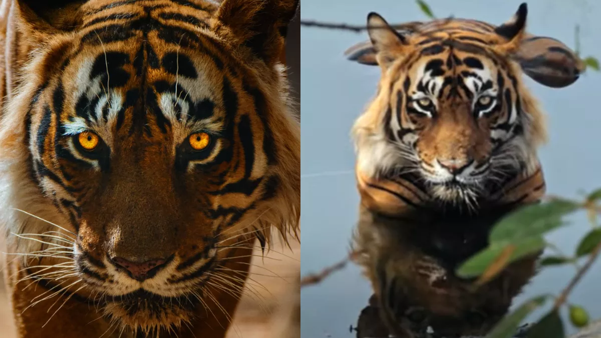 Tiger 24: डॉक्यूमेंट्री फिल्म में दिखेगी आदमखोर बाघ की कहानी, जिसने ...