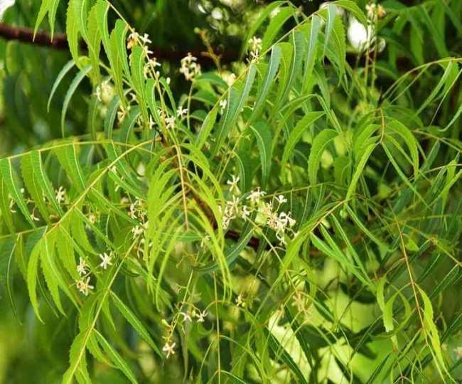 नीम के पेड़ के फायदे, कई बीमारियों से बचाव तक में है कारगर - Know the ...