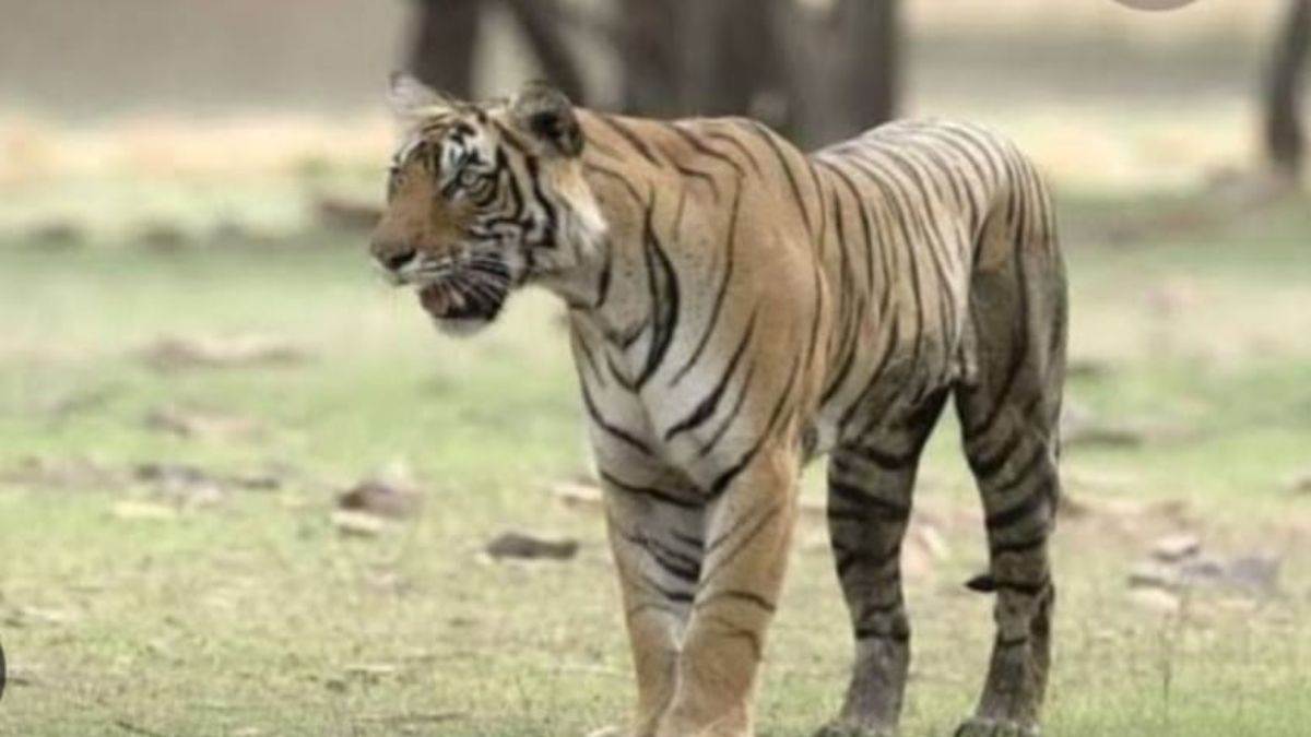 Dholpur: कूनो नेशनल पार्क के चीतों के लिए मंडराया नया खतरा, धौलपुर से ...