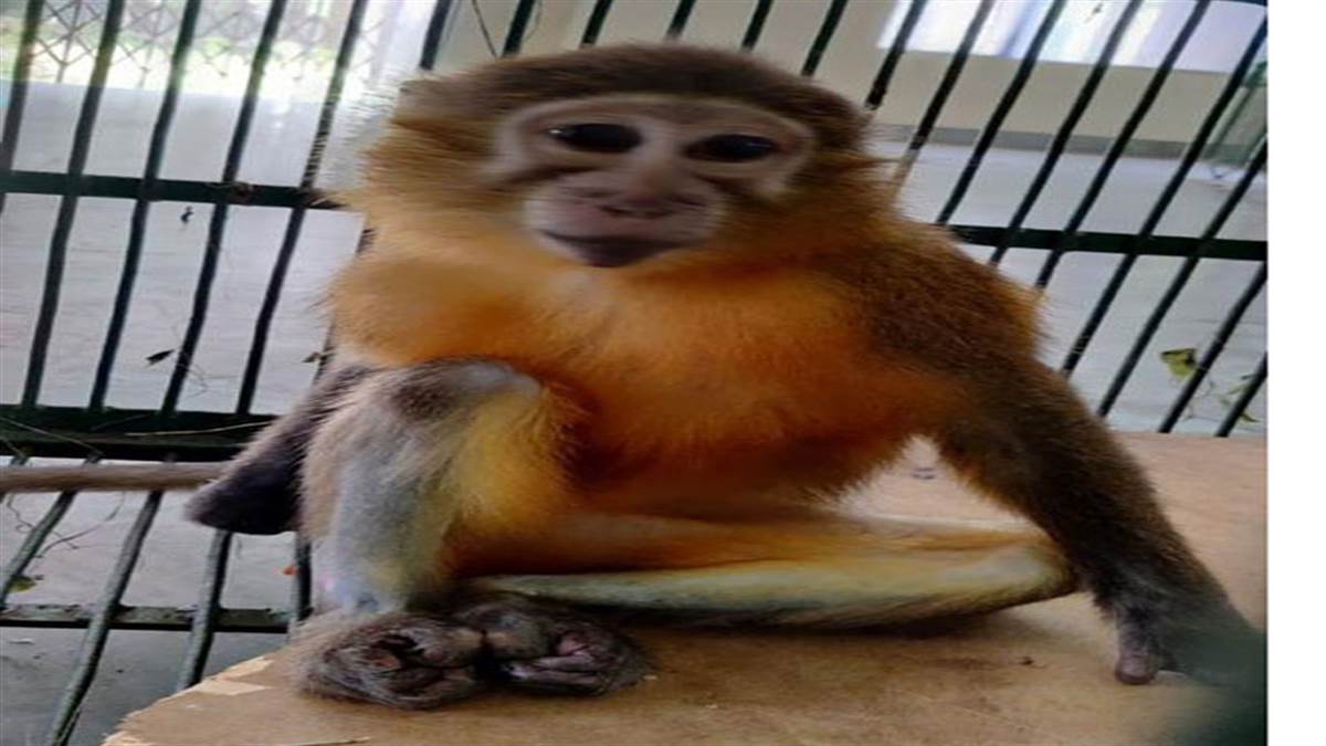 वैज्ञानिकों ने अरुणाचल प्रदेश में बंदर की नई प्रजाति की खोज की ...