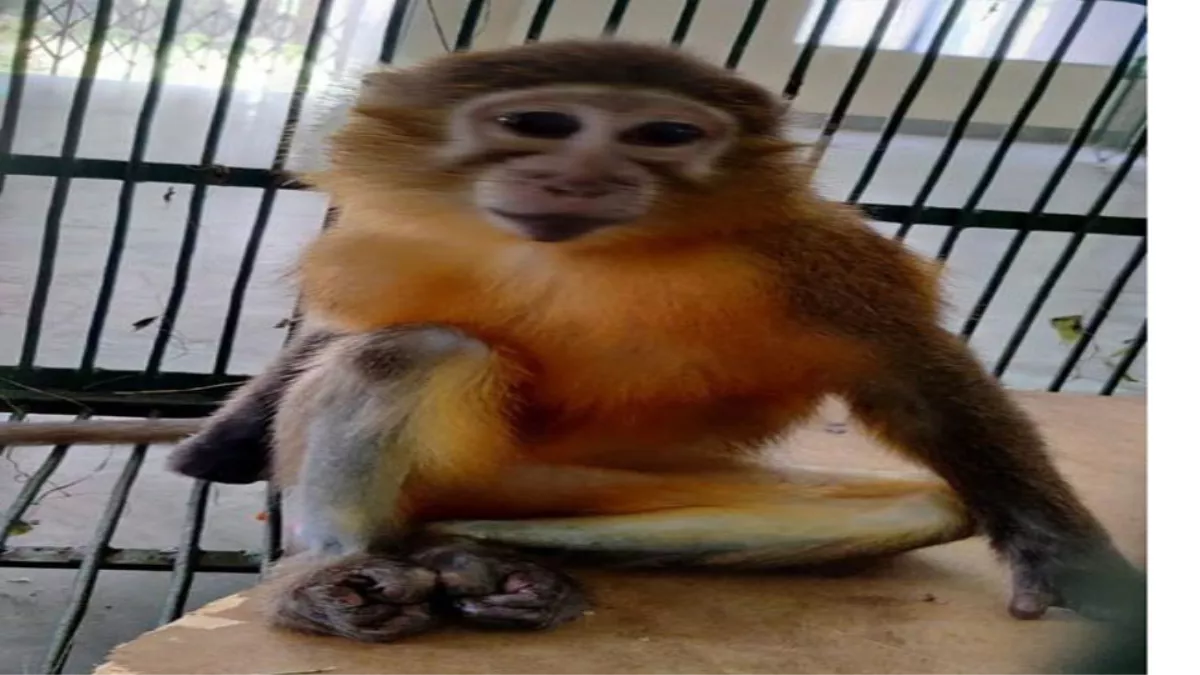 वैज्ञानिकों ने अरुणाचल प्रदेश में बंदर की नई प्रजाति की खोज की ...