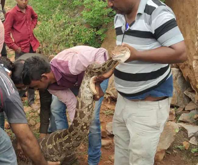 Rajasthan: बारह फीट के भूखे अजगर ने निगली जिंदा बकरी, टीम ने पकड़ा तो ...