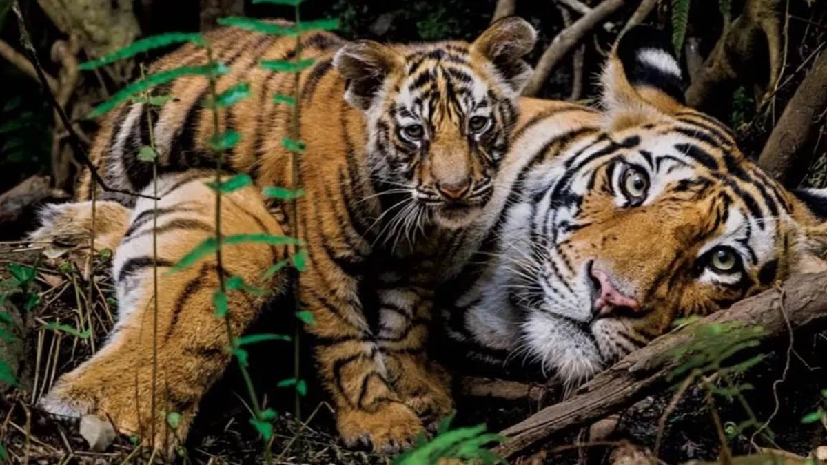 Tigers in Danger: बाघों की घटती संख्‍या खतरे की घंटी, पढ़ें कैसे ...