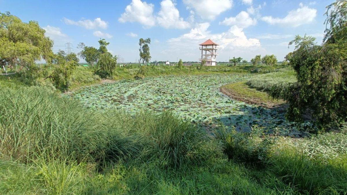 Surha tal: सुरहा ताल में नौकायन बंद, पर्यटन विकास की रहा देख रहा पक्षी ...