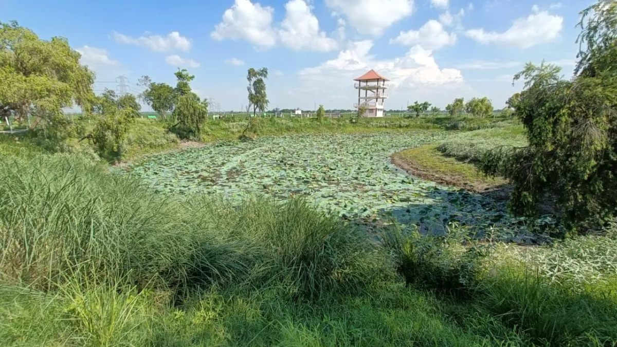 Surha tal: सुरहा ताल में नौकायन बंद, पर्यटन विकास की रहा देख रहा पक्षी ...