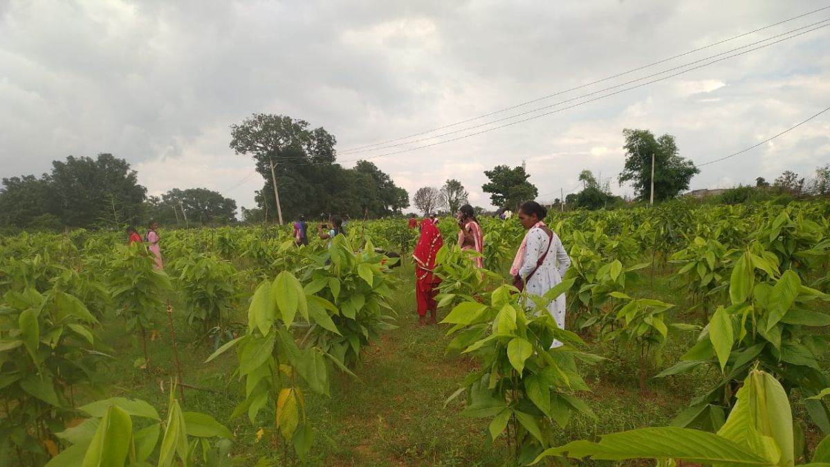 झारखंड: गुमला में सेमियालता के पौधे पर होगी लाह की खेती, किसानों को ...