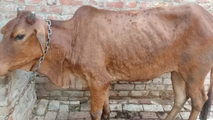 Dumka में लंपी वायरस से धड़ाधड़ हो रही मवेशियों की मौत, पशु चिकित्‍सक ...