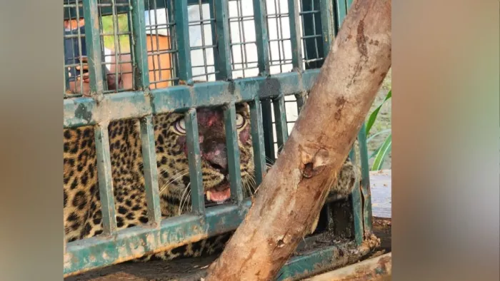 Bijnor News: लड़के की गर्दन को मुंह में भरकर चार सौ मीटर दूर खींचकर ले ...