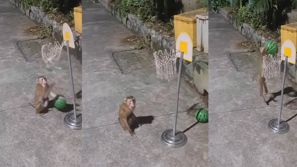 Viral Video: 'तरबूज' के साथ ट्रेंड प्लेयर की तरह बास्केटबॉल खेलता दिखा ...