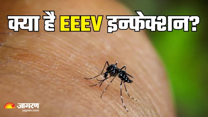New Hampshire में EEEV इन्फेक्शन ने ली व्यक्ति की जान, जानें कितनी ...