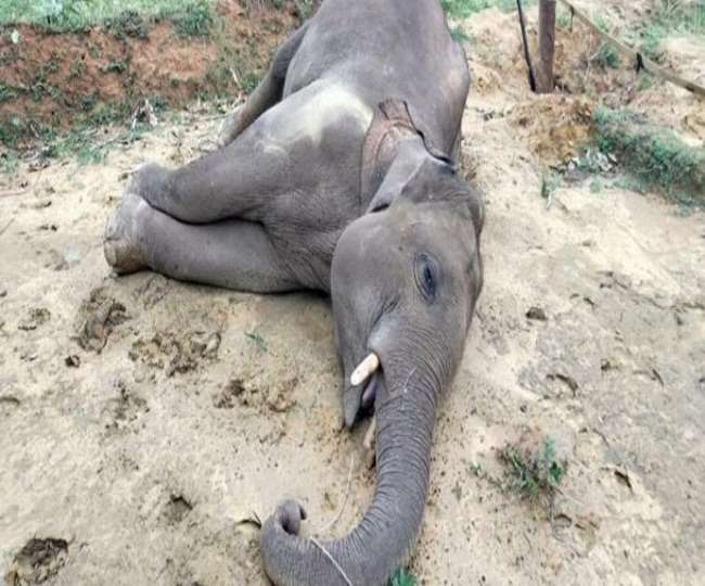 छत्तीसगढ़: गरियाबंद जिले में करंट लगने से हाथी की मौत, एक हफ्ते में ...
