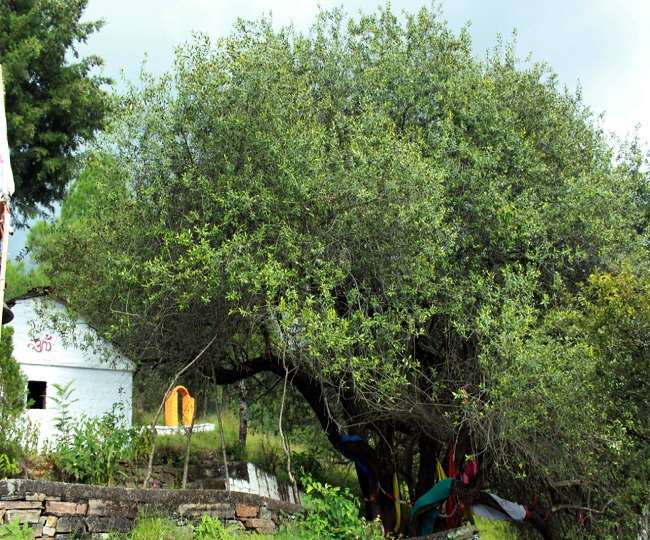 हजारों सालों से अल्मोड़ा में खड़ा है हिन्दू आस्था का प्रतीक कल्पतरु ...