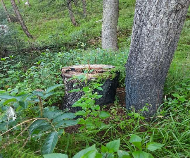 अल्मोड़ा के सोमेश्वर रेंज में बहुपयोगी देवदार के पेड़ काटे, डीएफओ खुद ...