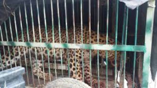 गुलदार पकड़ने के लिए लगाए पिंजड़े में नहीं बांधे जाएंगे जिंदा जानवर ...