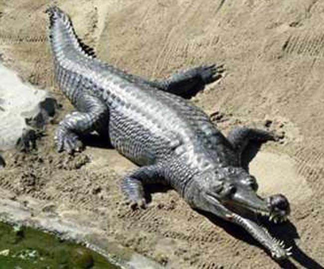 Madhya Pradesh Wildlife: अन्य नदियों में छोड़ने को मध्य प्रदेश में 25 ...