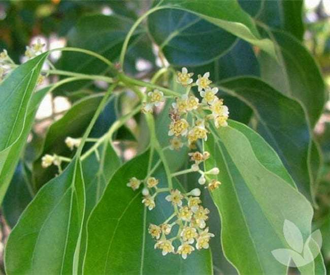 Benefits Of Camphor: बड़े काम का यह पेड़, बहुत कम लोग जानते होंगे कपूर ...
