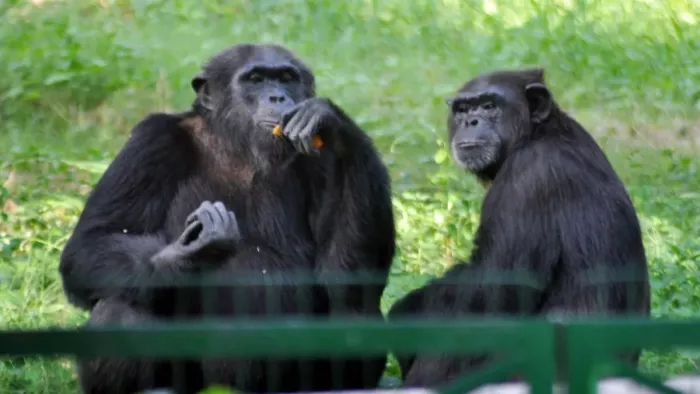 Lucknow Zoo: चिंपाजी निकिता को मिलेगा नया जीवन साथी, जुलाई में जेसन के ...