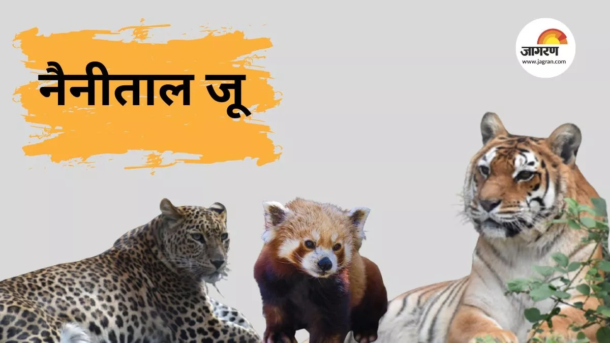 नैनीताल जू में बाघों के बाड़े में लगाया ब्लोवर, भालू के लिए शहद की ...