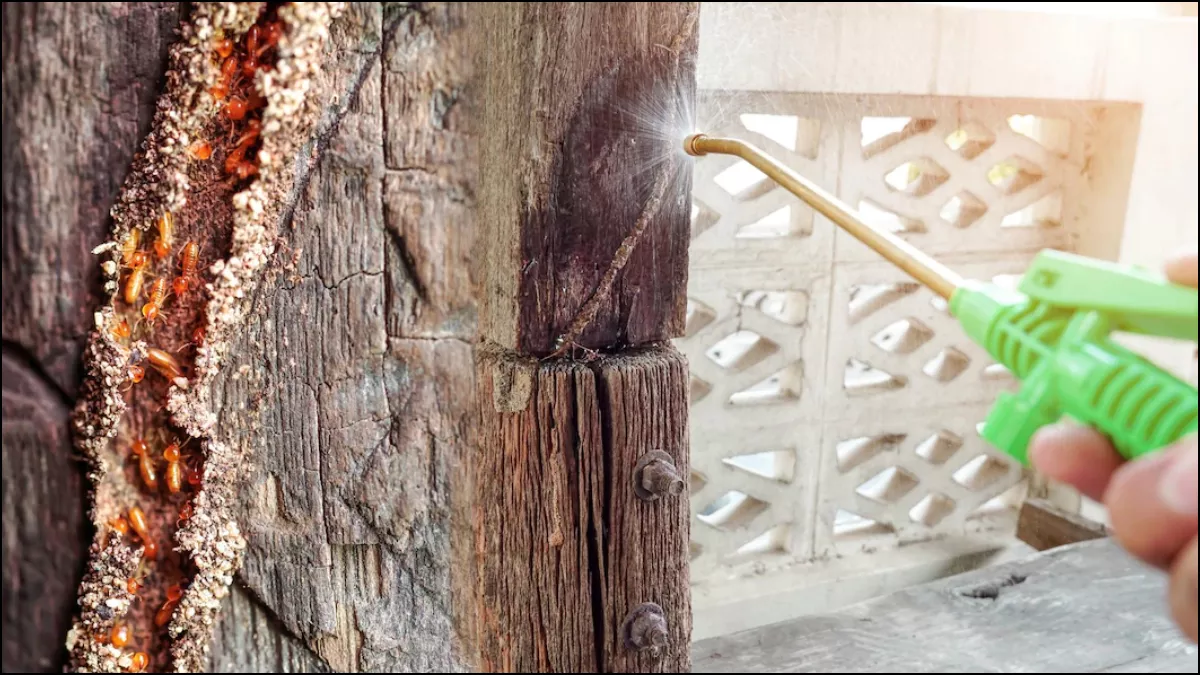 Home Remedies for Termite: फर्नीचर को खोखला कर रही है दीमक? इन 5 घरेलू ...