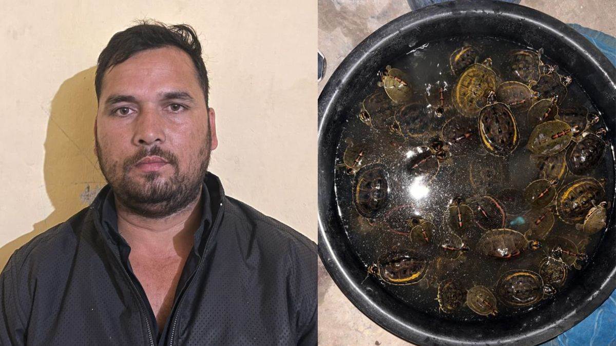 Lakhimpur News: एसटीएफ की छापेमारी में कई प्रजातियों के 155 जीवित कछुए ...