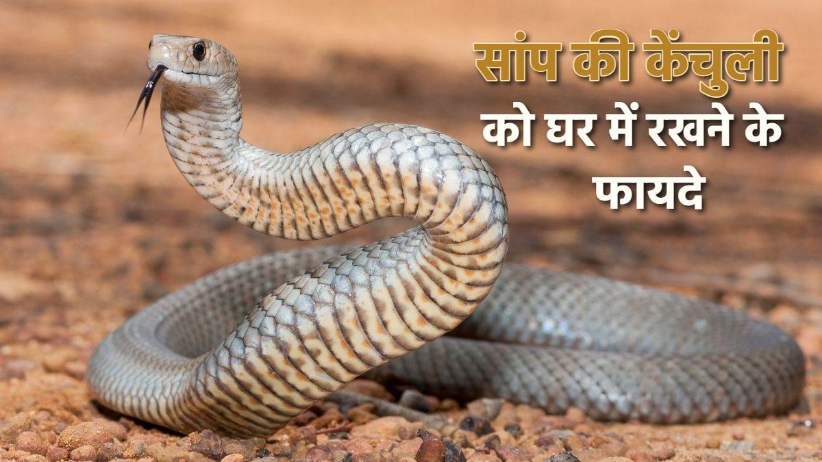 Saanp Ki Kenchuli: रुद्राक्ष जितनी ही प्रभावी मानी जाती है सांप की ...