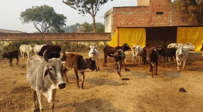 कर्मचारी विहीन हुआ रामपुर गो-आश्रय केंद्र - there is no employee in cow ...