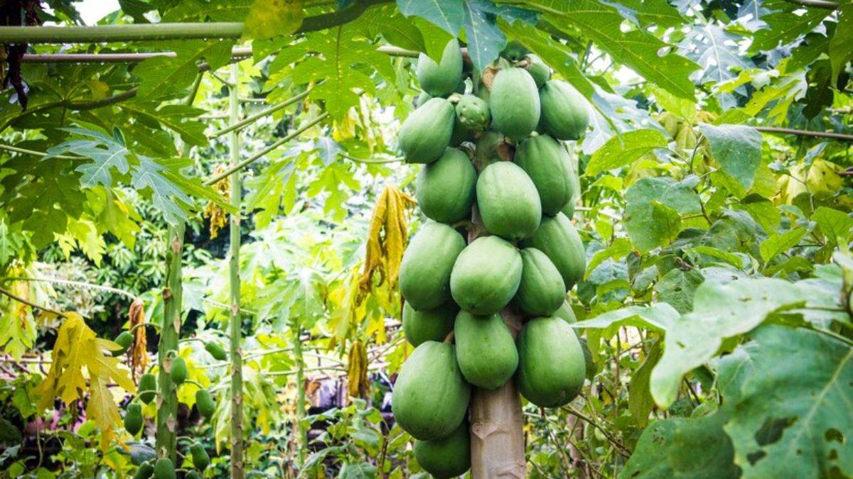 Raw Papaya Benefits: कच्चे पपीते के सेवन से मिलते हैं अनगिनत फायदे ...