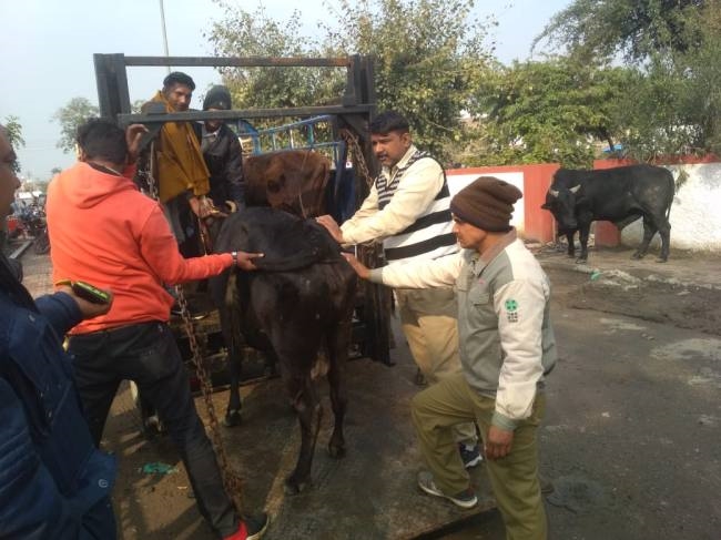 नपा ने 10 बेसहारा पशुओं को भेजा गोशाला - 10 animal sent to gaushala in ...