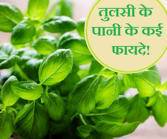 Benefits Of Tulsi Water: डिटॉक्स से लेकर वज़न घटाने में भी मदद कर सकता ...