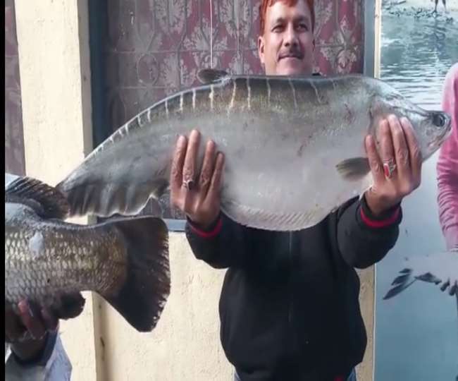 Dhanbad तालाबों से निकल रहीं बड़ी-बड़ी अमेरिकी चितल, सर्दियों में इसके ...