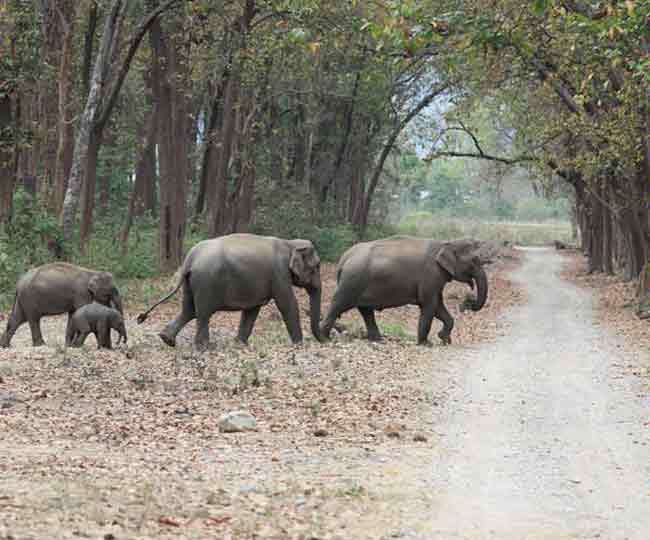 उत्तराखंड: शिवालिक एलीफेंट रिजर्व का रुतबा कायम, राजाजी और कार्बेट समेत ...