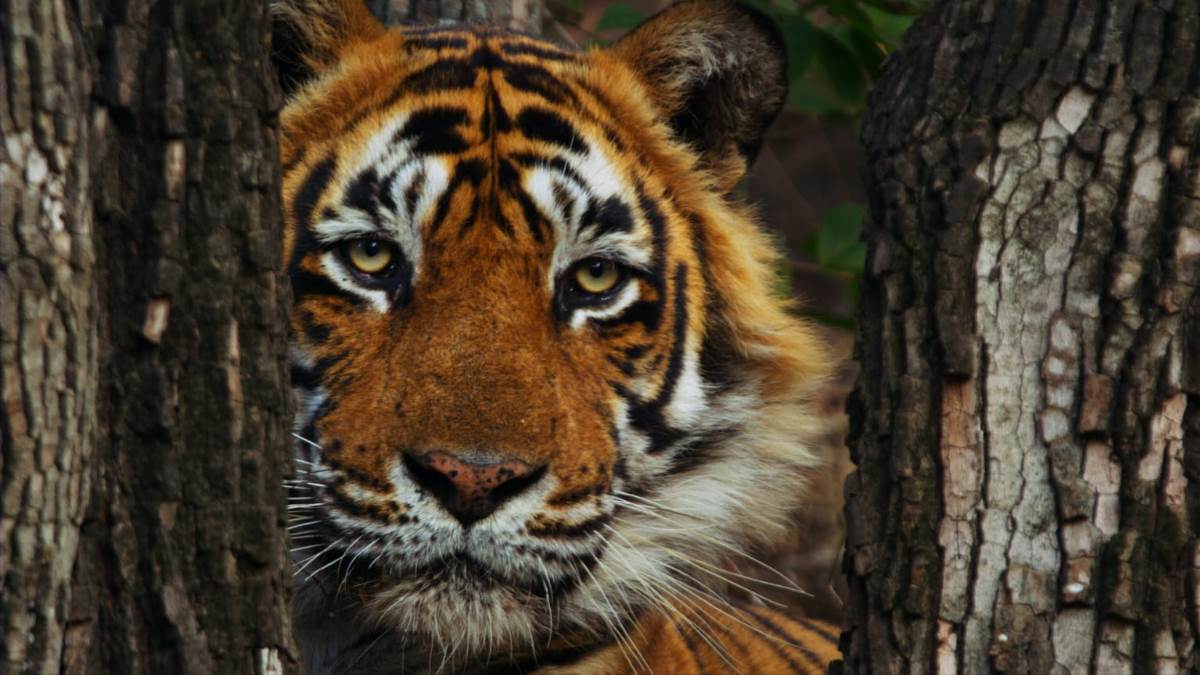 Tiger 24 OTT Release: जब अदालतों तक पहुंची जानवर और इंसान की लड़ाई ...