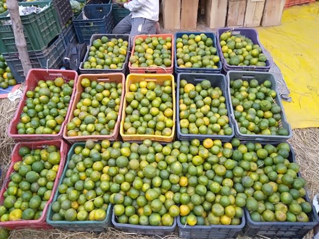 बड़े काम की मौसमी स्वाद के साथ सेहत भी - Mausami is better in taste and ...