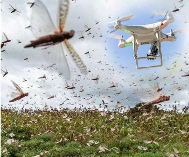 Locust Attack : अब ड्रोन से होगी टिड्डी दल की निगरानी, सूबे के MP ...