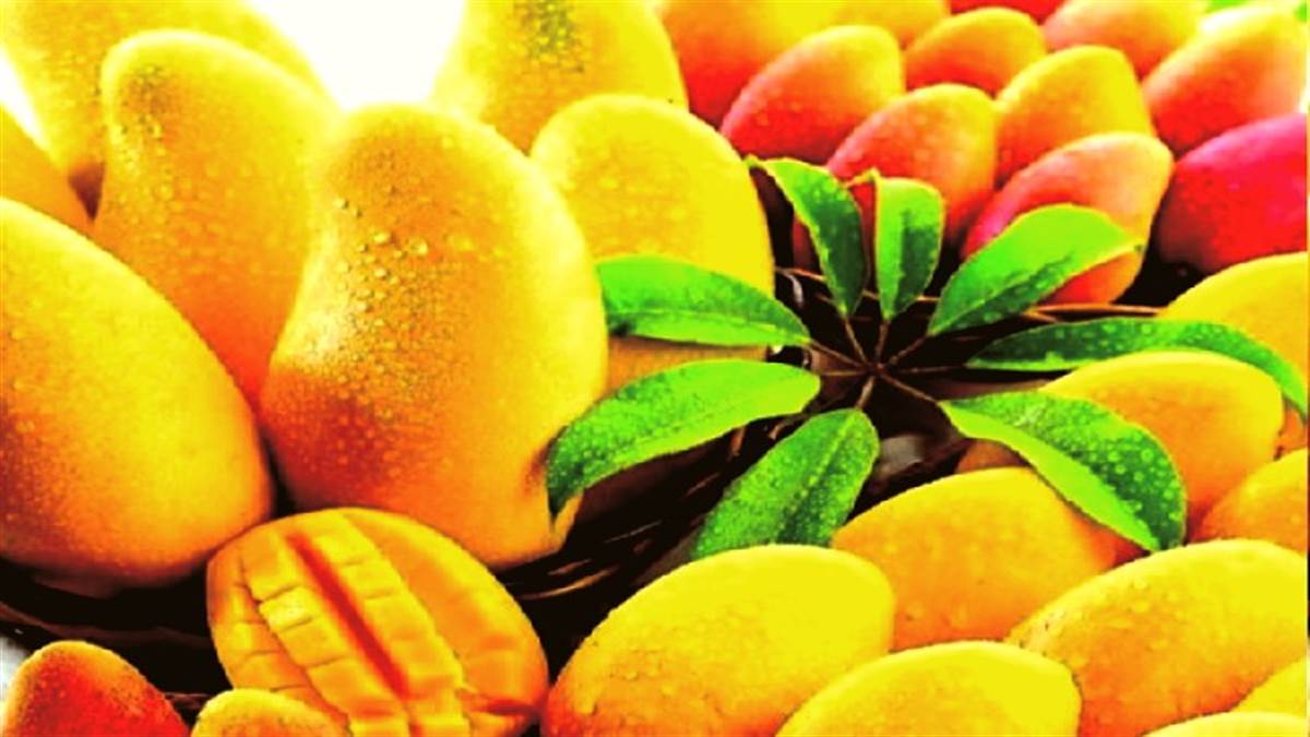 Mango Price Hiked: फलों के राजा आम पर मौसम के बाद अब महंगाई की मार ...