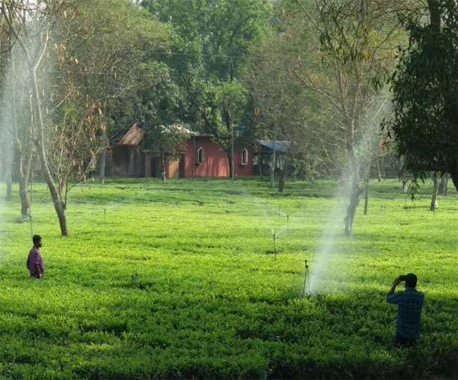 Bihar News: दार्जिलिंग की तर्ज पर बिहार के सीमांचल में विकसित होगी चाय ...