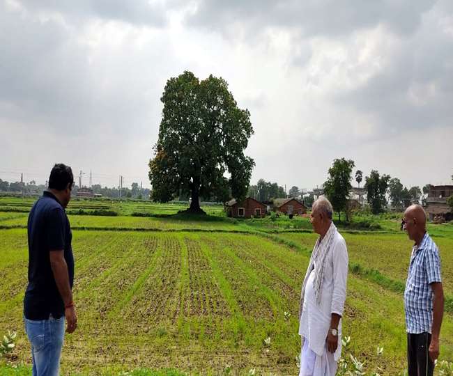 Bihar Farming गया के तीन गांवों में 60 एकड़ भूमि पर जीरोटीलेज से की गई ...