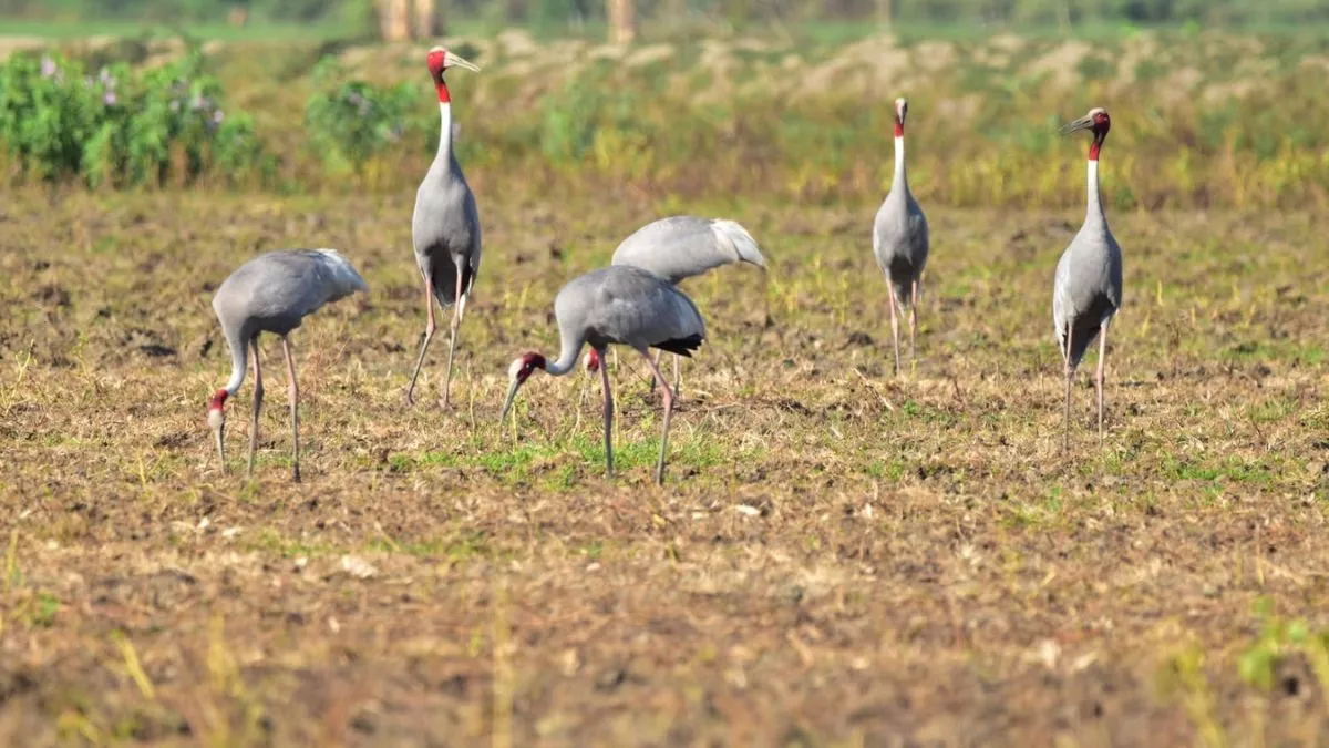 Stork Bird: हर साल बढ़ रहा उत्तर प्रदेश के राजकीय पक्षी सारस का कुनबा ...